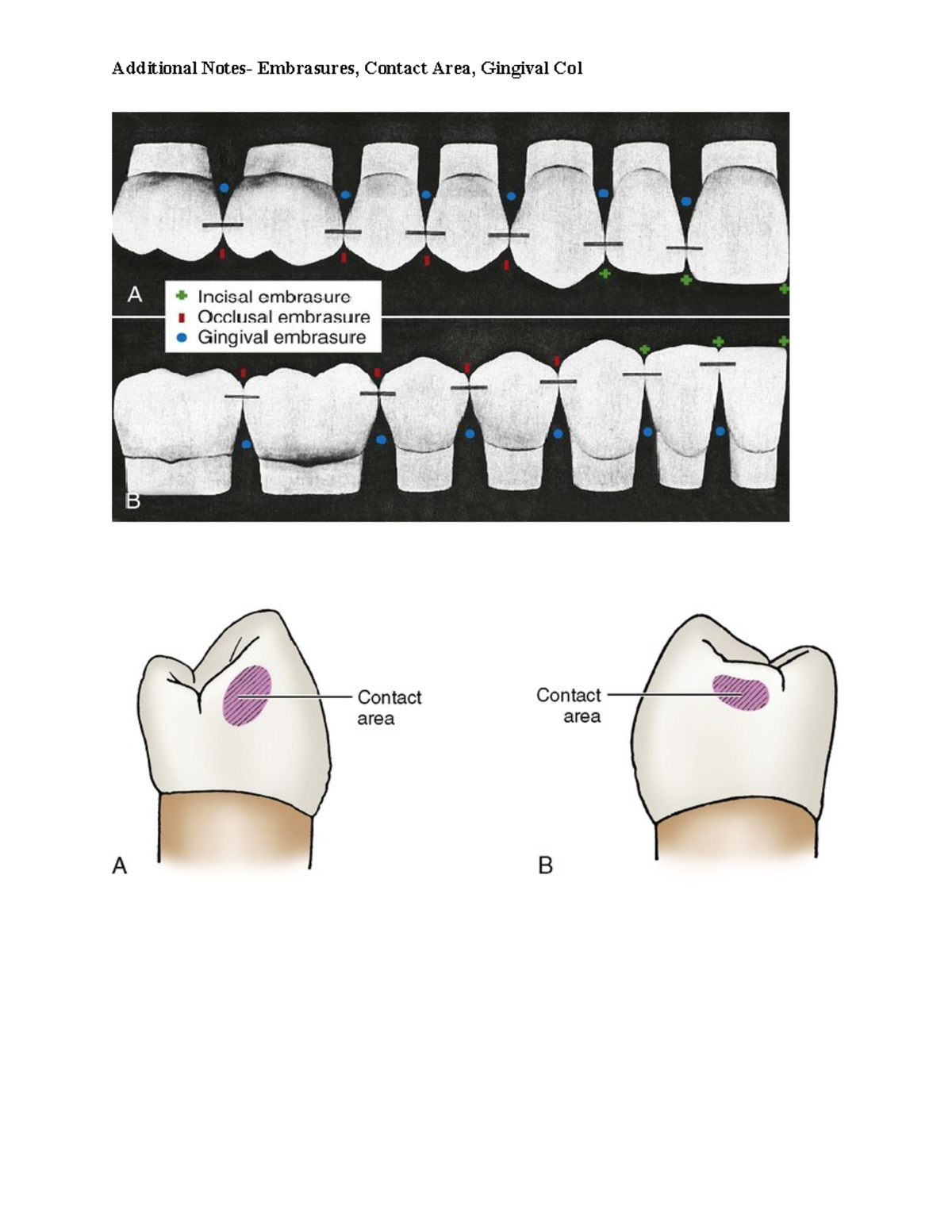 Additional Notes-Embrasures, Contact Areas, Col - Biology - Studocu