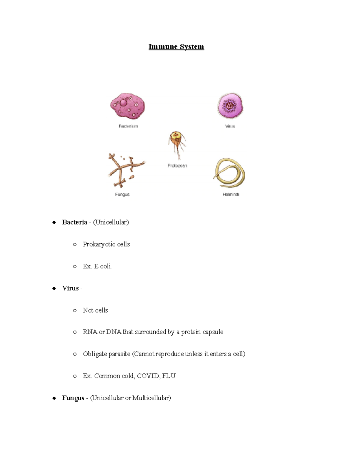 Anatomy & Physiology ll Lecture Immune System - Immune System Bacteria ...