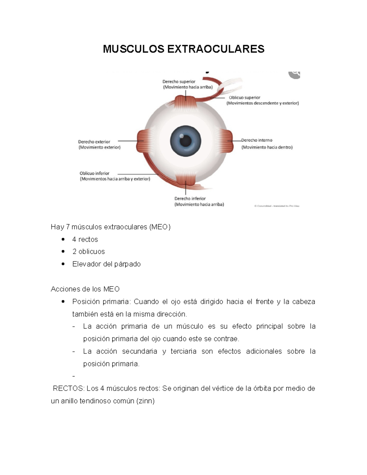 Musculos Extraoculares - MUSCULOS EXTRAOCULARES MUSCULOS EXTRAOCULARES ...