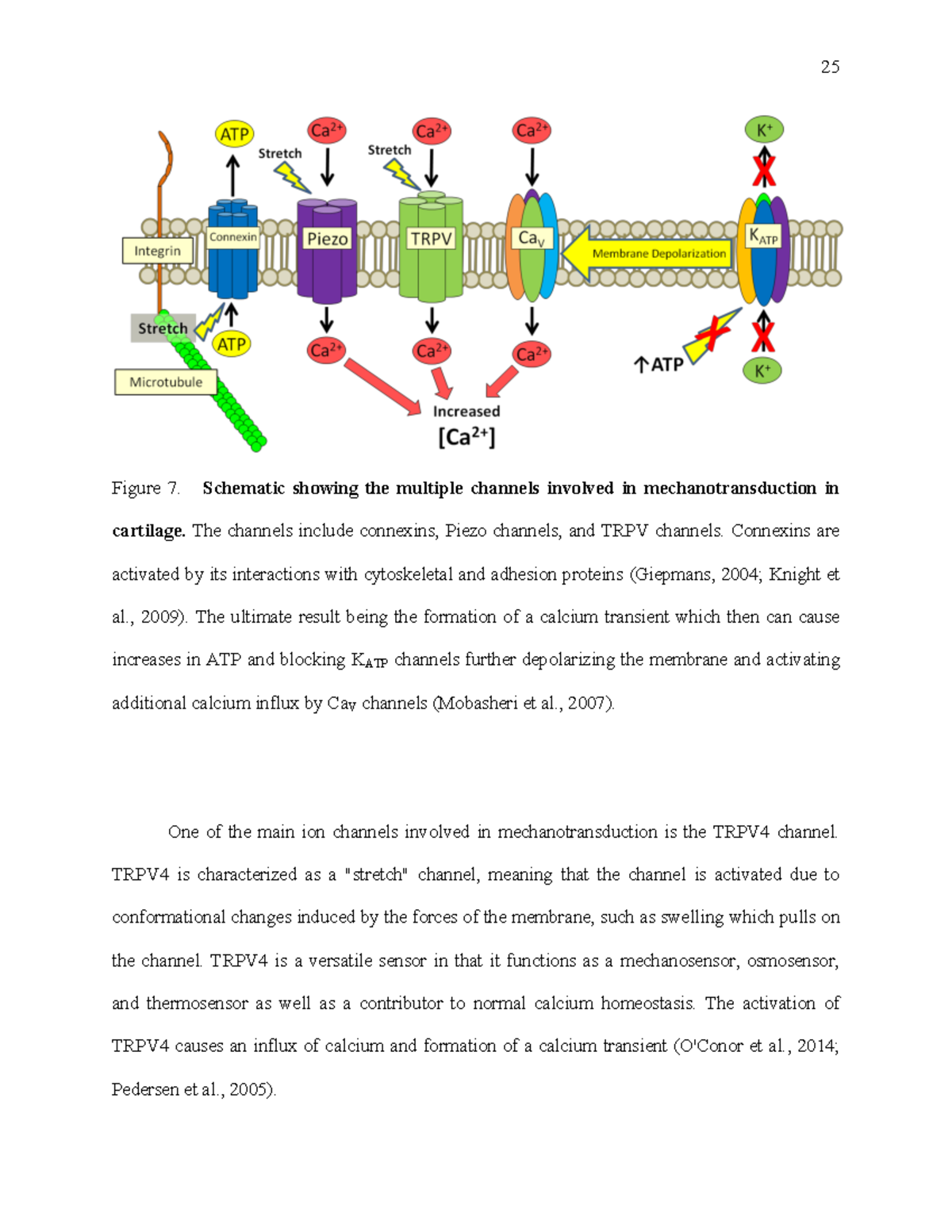 Das Chondrozyten-Channelom-7 - Figure 7. Schematic showing the multiple ...