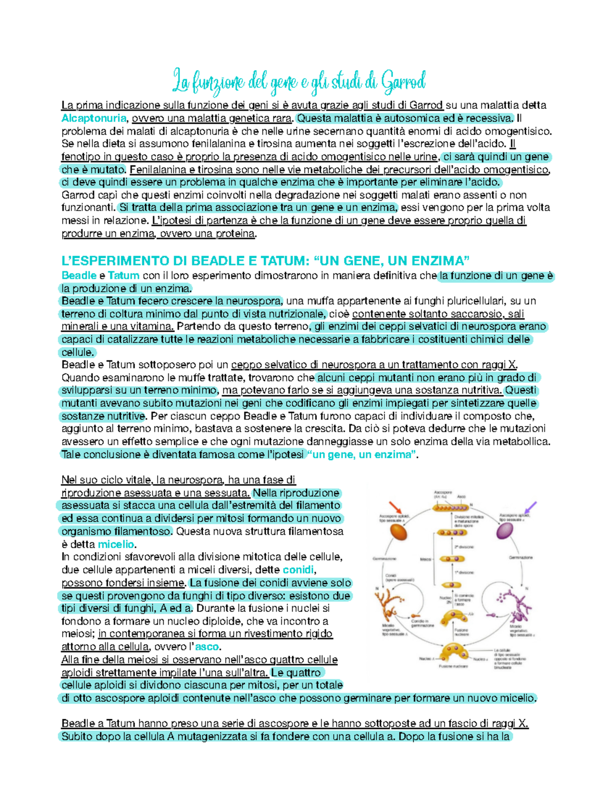 Funzione DI UN GENE - La funzione del gene e gli studi di Garrod La ...