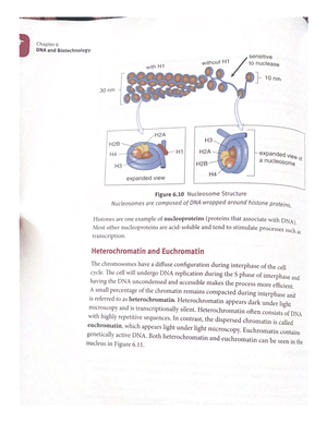 Transfer RNA (t RNA) - Notes provide visual aid and examples to ...