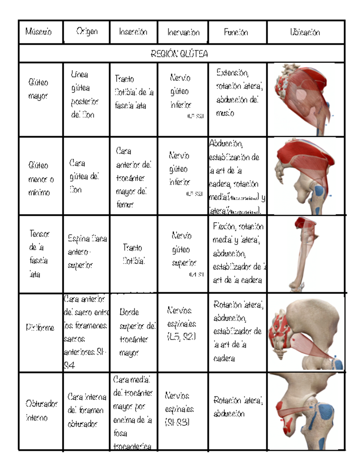 Musculos - Músculo Origen Inserción Inervacion Función Ubicación REGIÓN ...