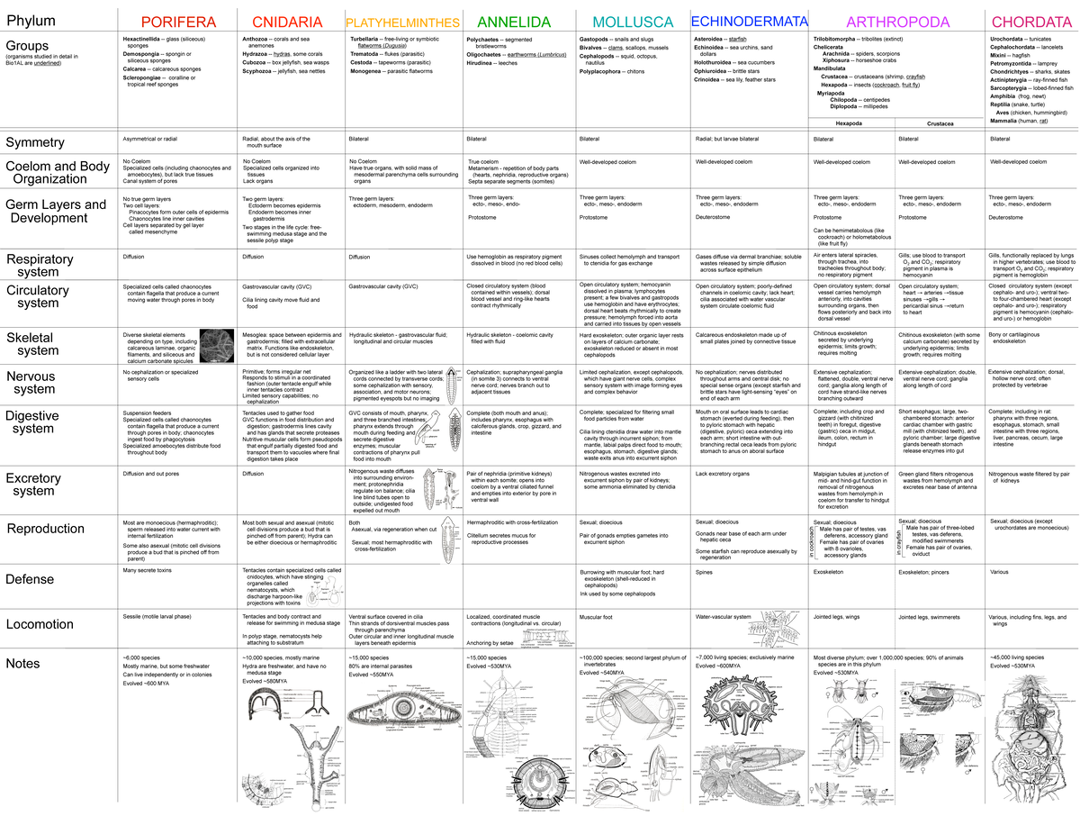 Animal Phylum poster - Biology notes - Phylum CNIDARIA PLATYHELMINTHES ...