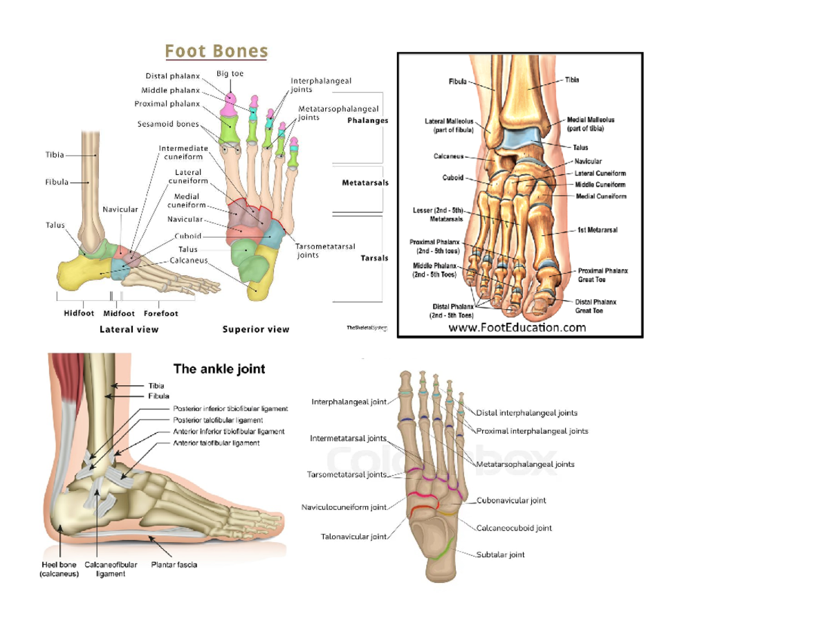 Foot and leg - lateral, medial, anterior, posterior - Foot Bones Distal ...