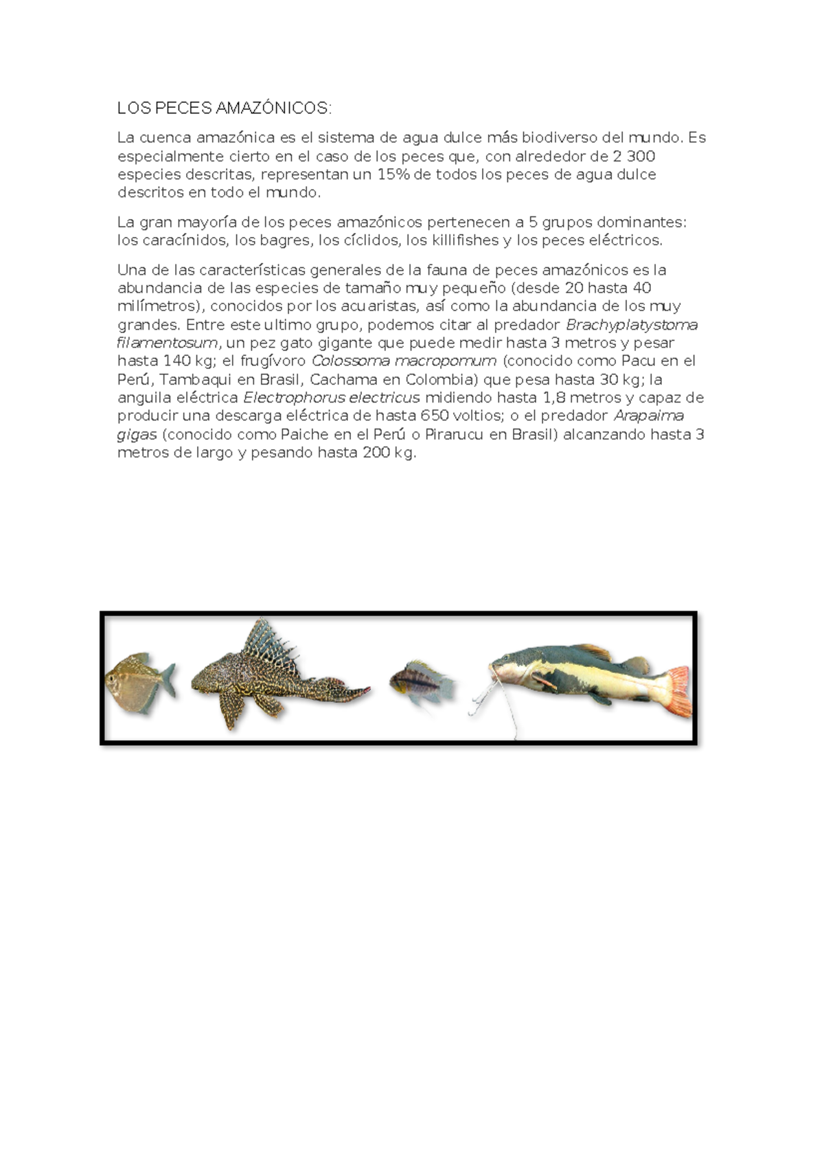 LOS Peces Amazónicos - LOS PECES AMAZÓNICOS: La cuenca amazónica es el ...