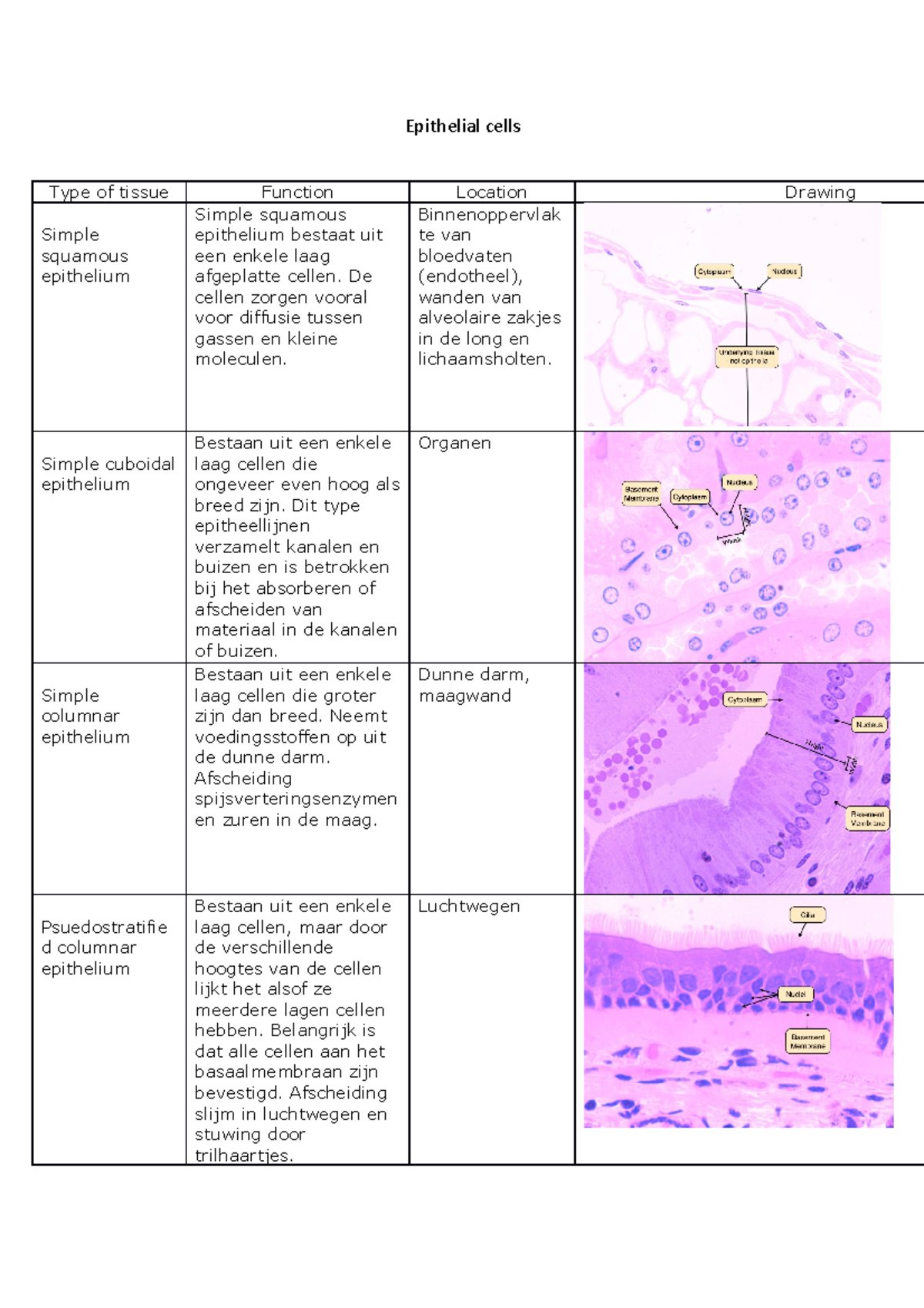 Cell type - Cell type - Epithelial cells Type of tissue Function ...
