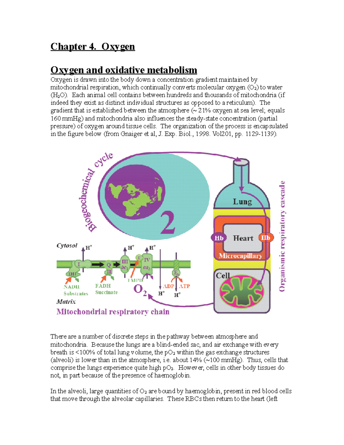 Chapter 4 - Oxygen - Chapter 4. Oxygen Oxygen and oxidative metabolism ...