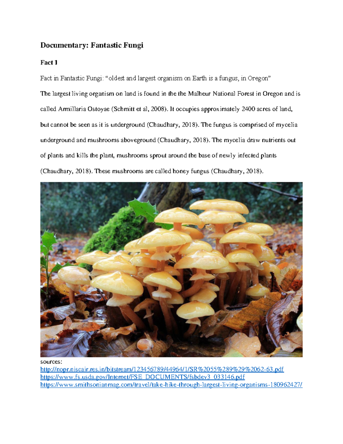 Fantastic Fungi mandatory documentary assignment - Documentary ...