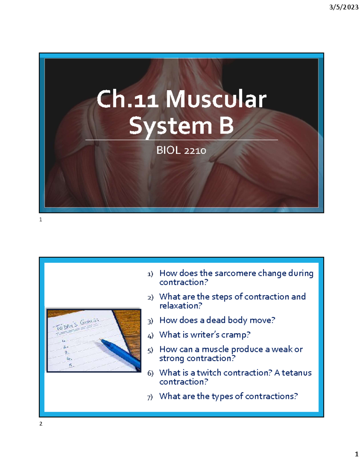Ch.11 Muscle Tissue B - Student notes - Ch Muscular System B BIOL 2210 ...