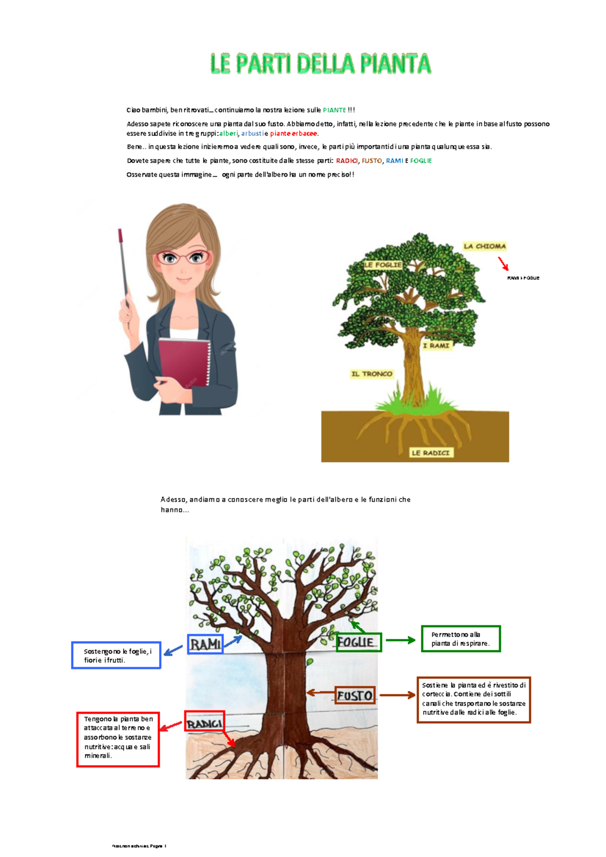 Scienze Le parti della pianta - Ciao bambini, ben ritrovati ...