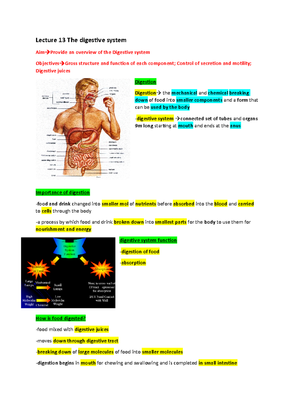 Lecture 13 digestive system - Human Physiology - MEDO409 - LBU - StuDocu