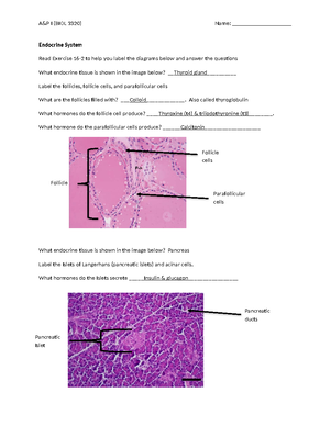 Anatomy - Prelab 3 Bone Tissue and Axial Skeleton - Bone Tissue and ...