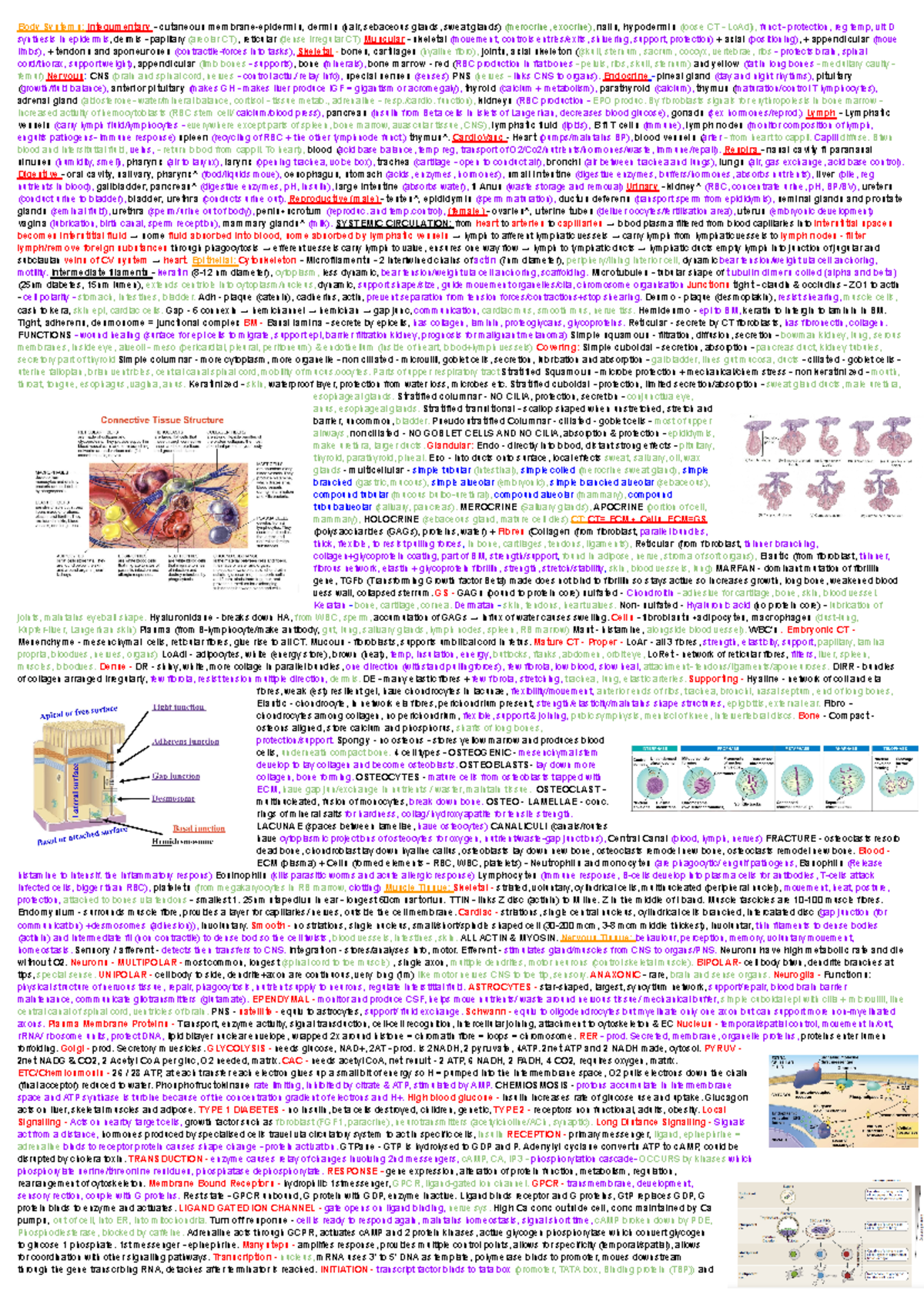Biosci 107 Summary Notes - Body Systems: Integumentary - cutaneous ...