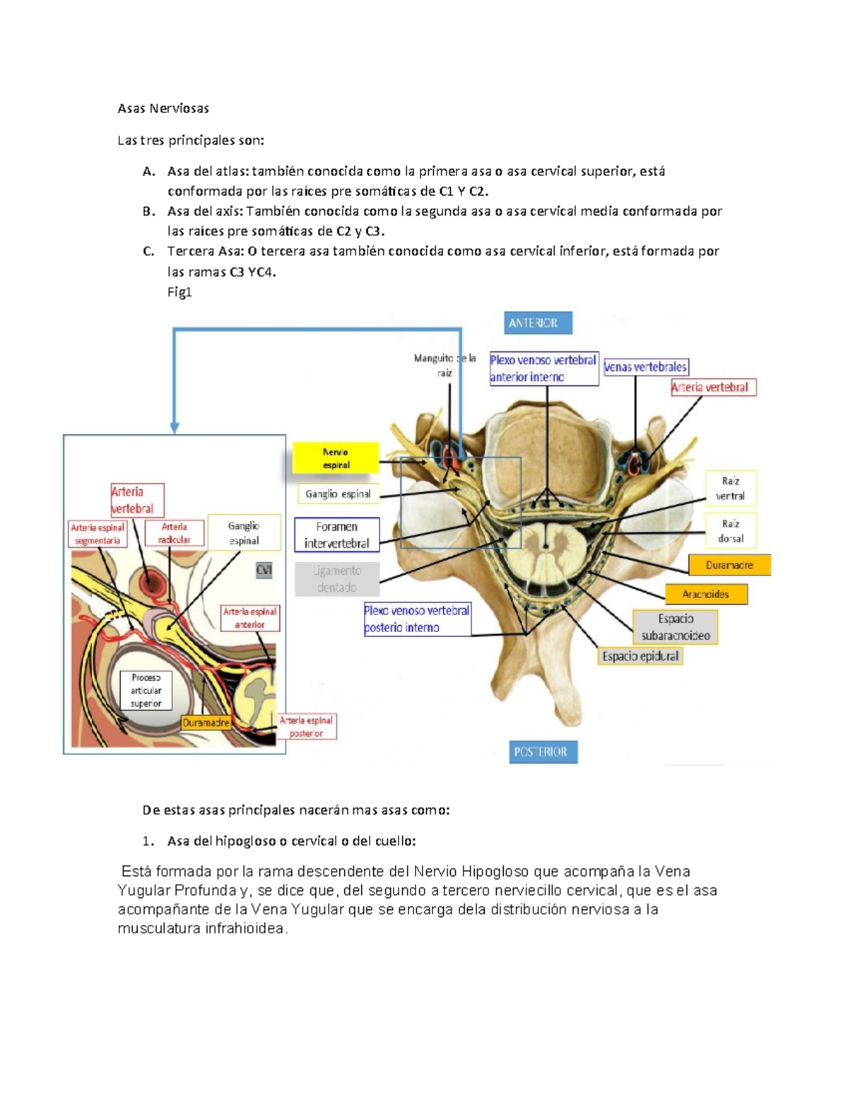 Asas-nerviosas compress - Asas Nerviosas Las tres principales son: A ...