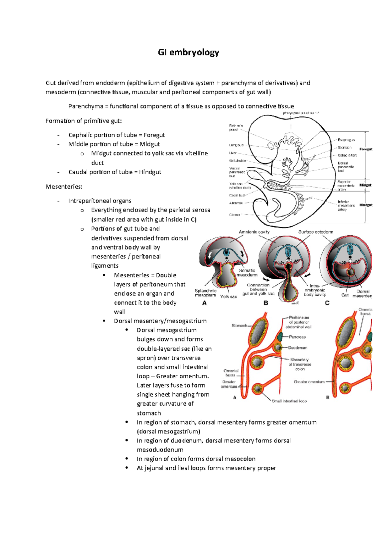 GI embryology - Later layers fuse to form single sheet hanging from ...