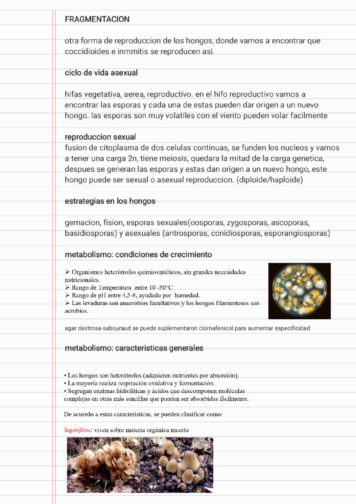 Clase 4 Hongos 240927 152917 - FRAGMENTACION otra forma de reproduccion ...