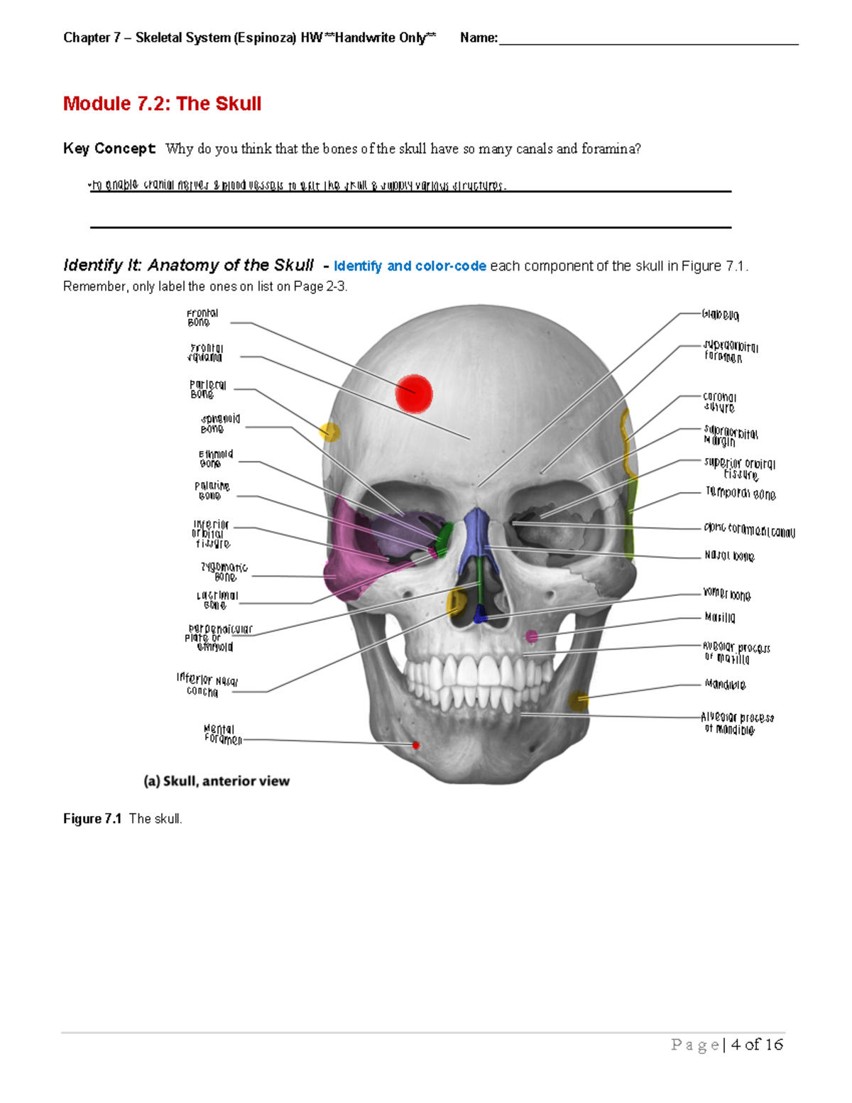 Chapter 7 skeletal system - Chapter 7 – Skeletal System (Espinoza) HW ...