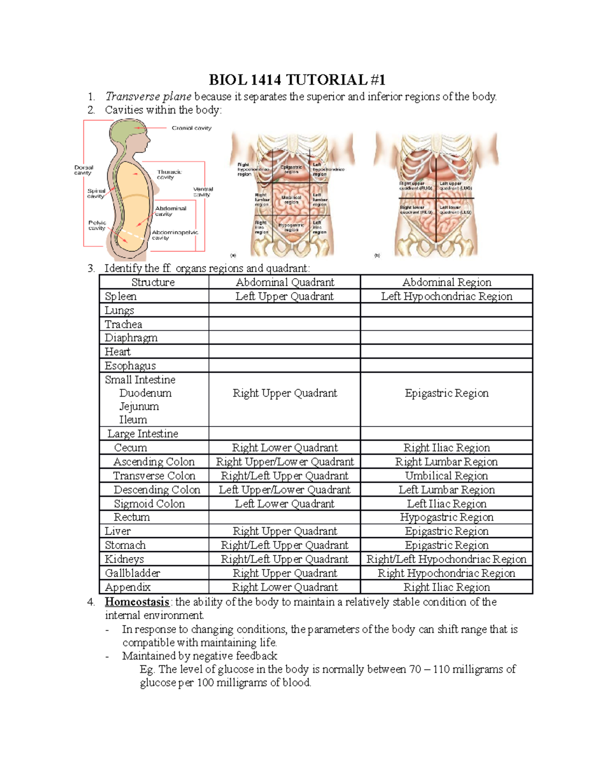 BIOL: (Anatomy) - BIOL 1414 TUTORIAL 1. Transverse plane because it ...