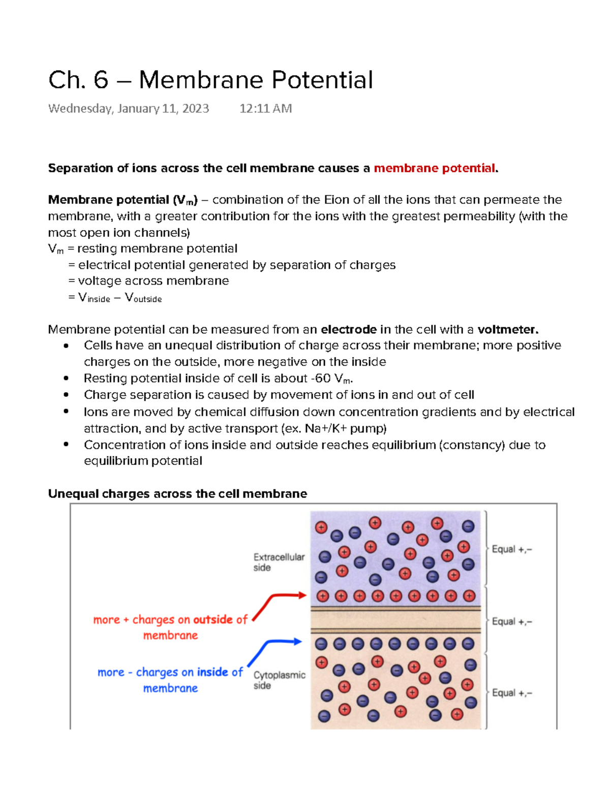 Ch. 6 – Membrane Potential - Separation of ions across the cell ...