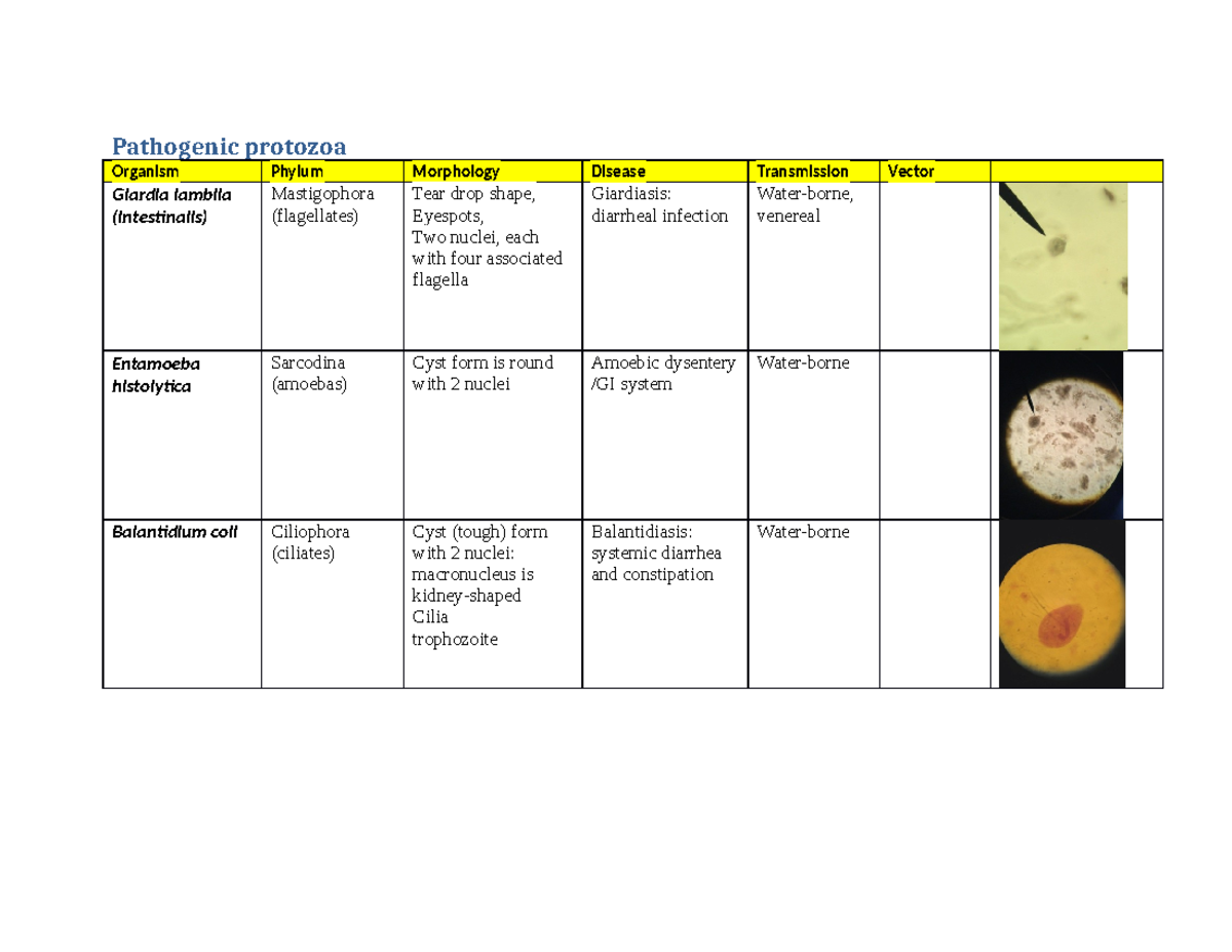 Pathogenic protozoa - Pathogenic protozoa Organism Phylum Morphology ...