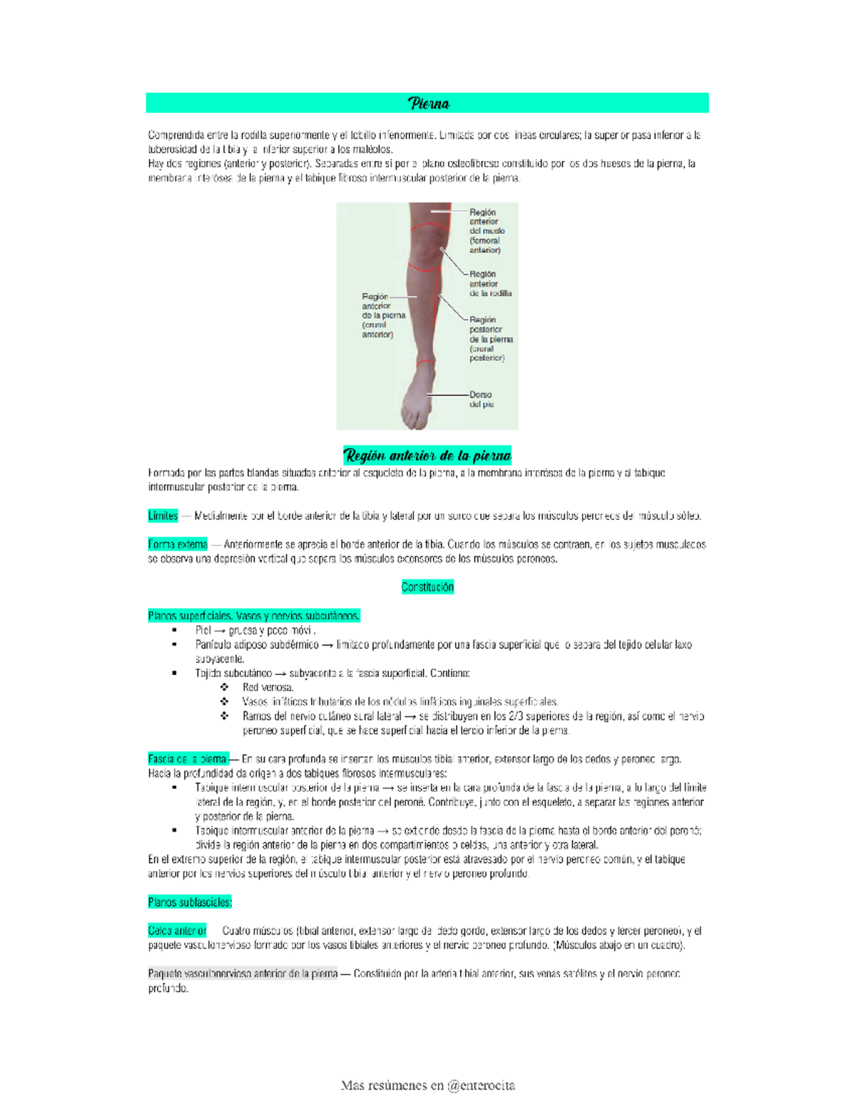 TP8 - Pierna Pie - anatomia - Anatomia - Studocu