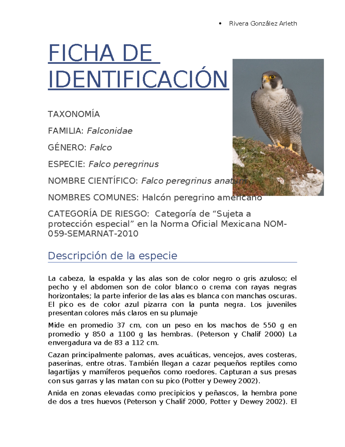 Ficha Técnica Halcón - Rivera González Arleth FICHA DE IDENTIFICACIÓN ...