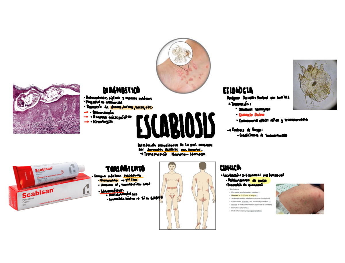 Escabiosis - Dermatología - DIAGNOSTICO ETIOLOGIA Antecedents tipiios ...