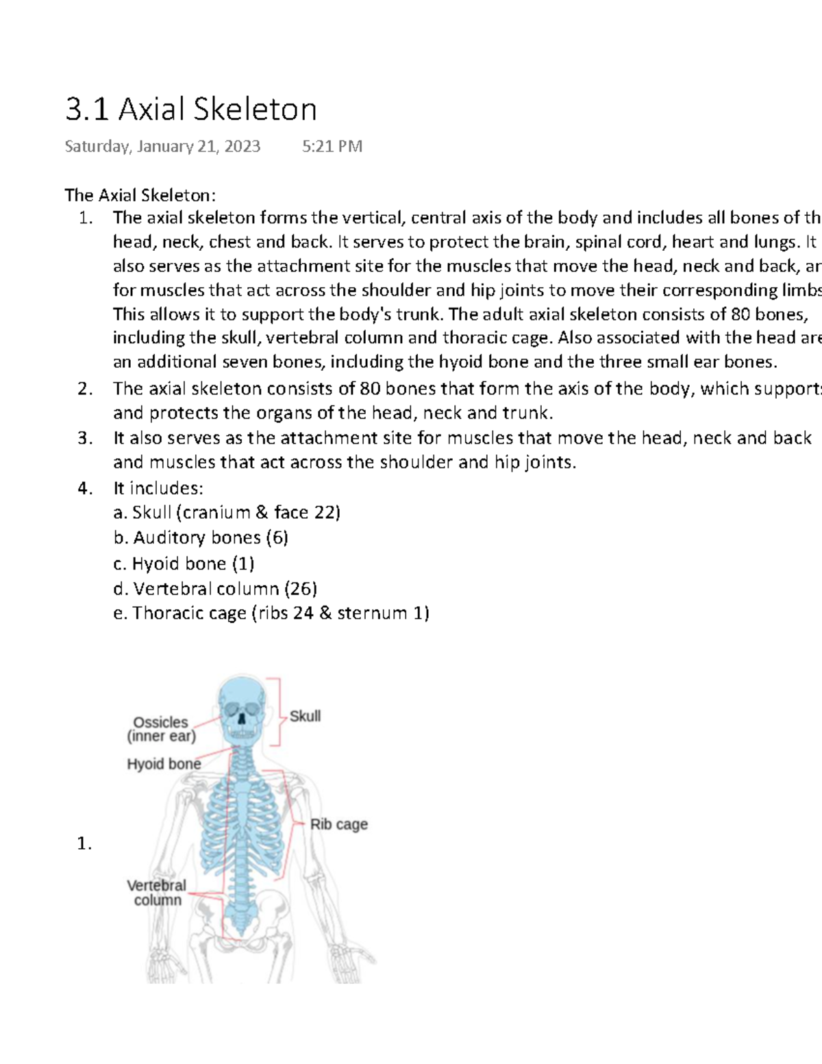 3.1 Axial Skeleton - David Holtzman - The Axial Skeleton: The axial ...