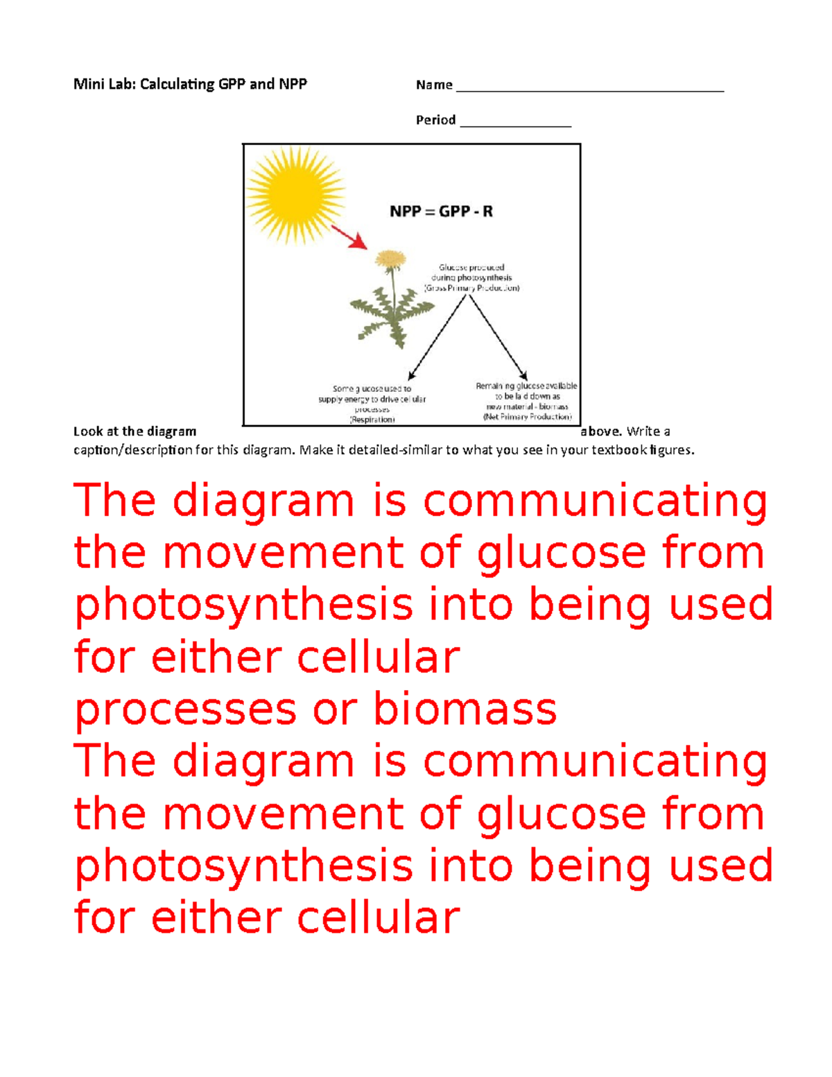 Mini Lab Calculating GPP and NPP - Write a caption/description for this diagram. Make it - Studocu