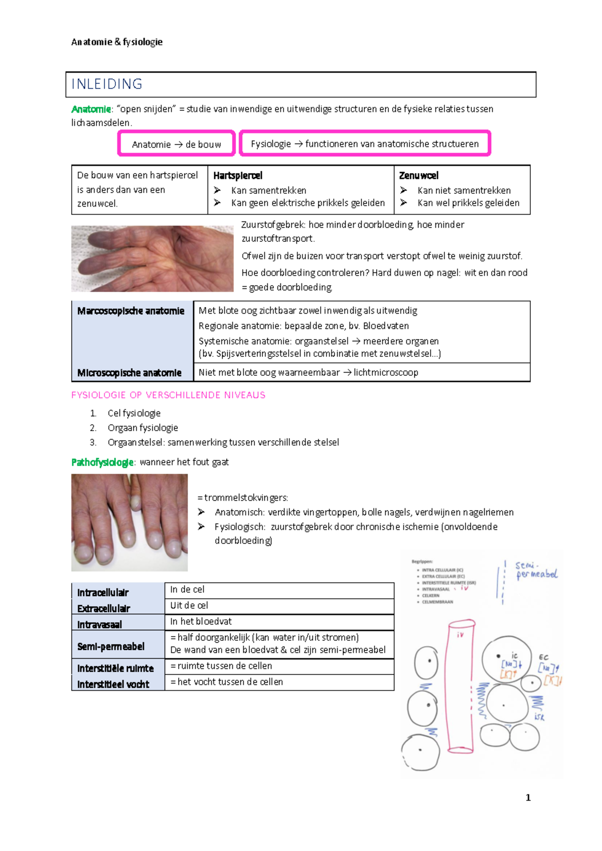 Samenvatting - INLEIDING Anatomie: “open snijden” = studie van inwendige en uitwendige ...