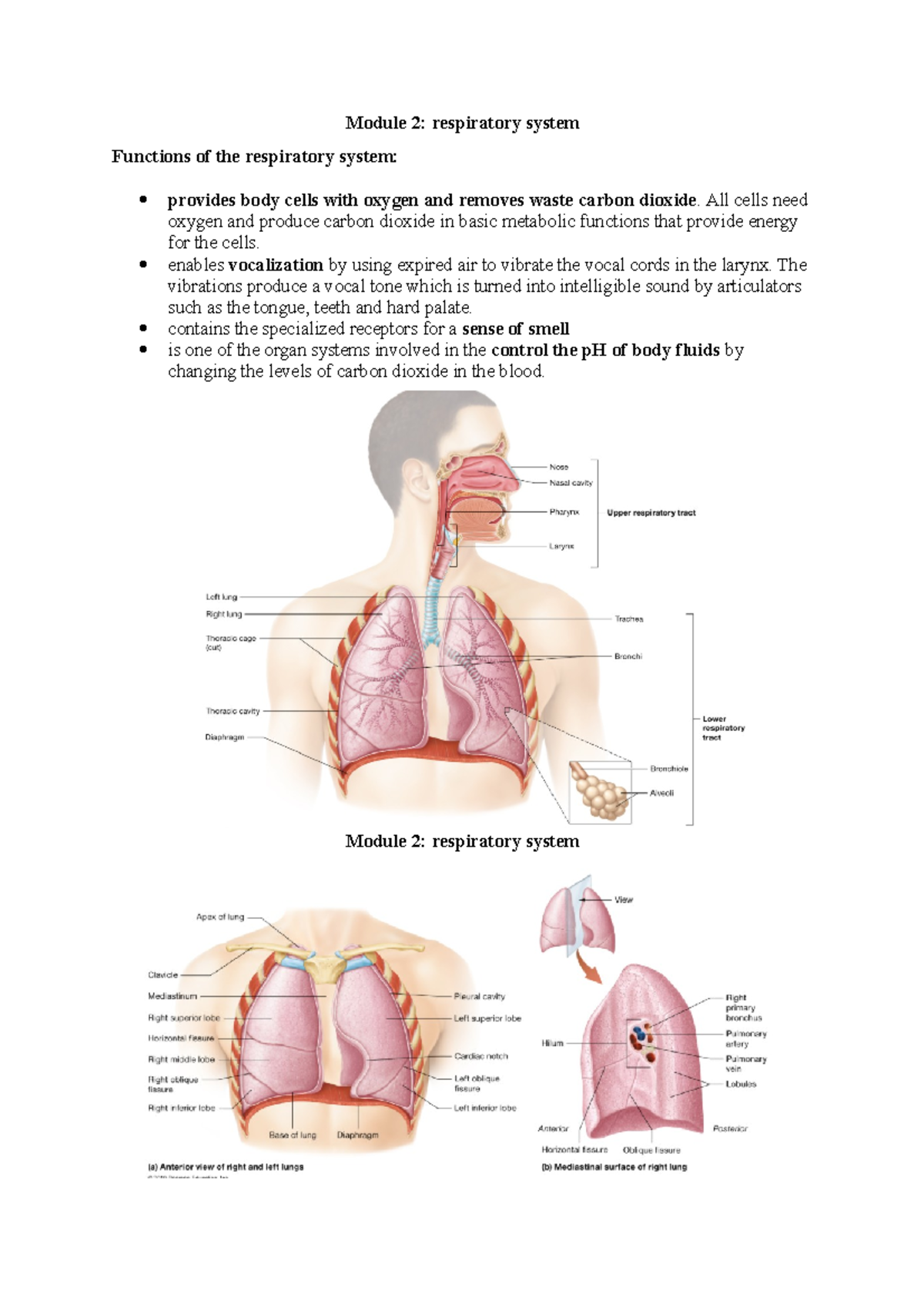 Module 2-AP2 - respiratory system - Module 2: respiratory system ...