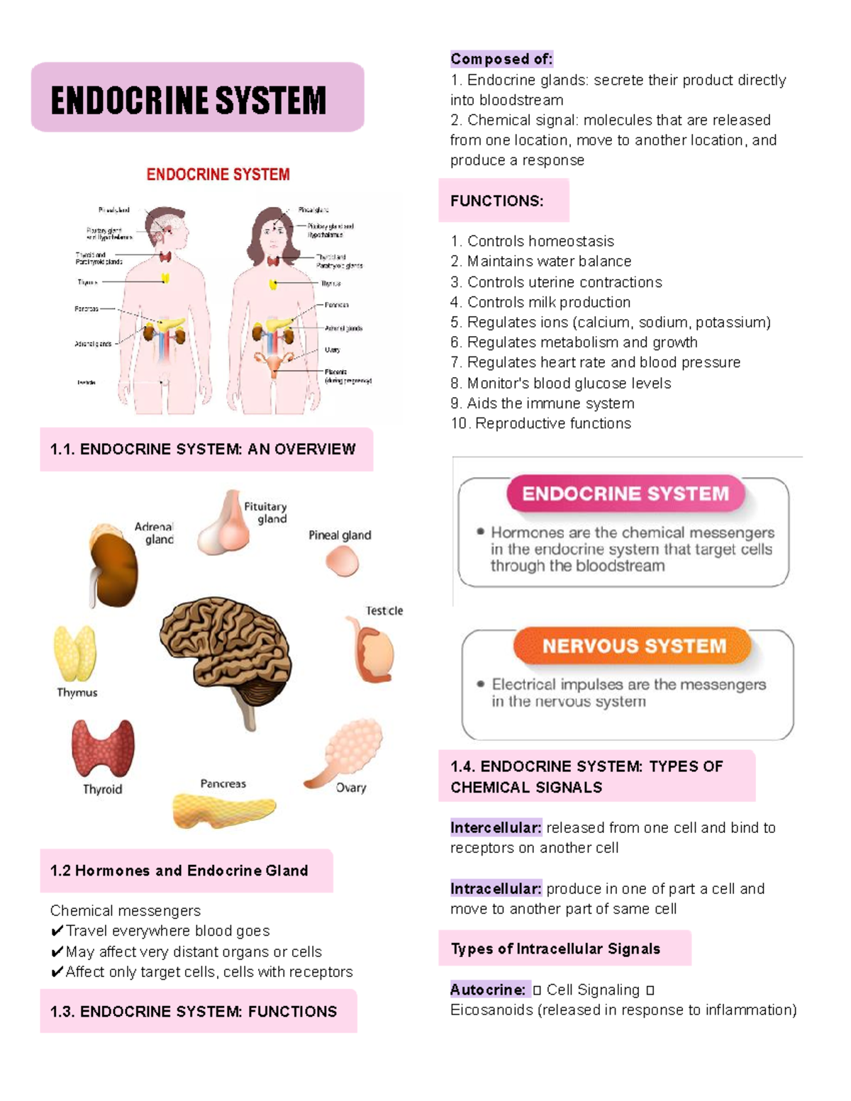 Endocrine System - ENDOCRINE SYSTEM 1. ENDOCRINE SYSTEM: AN OVERVIEW 1 ...