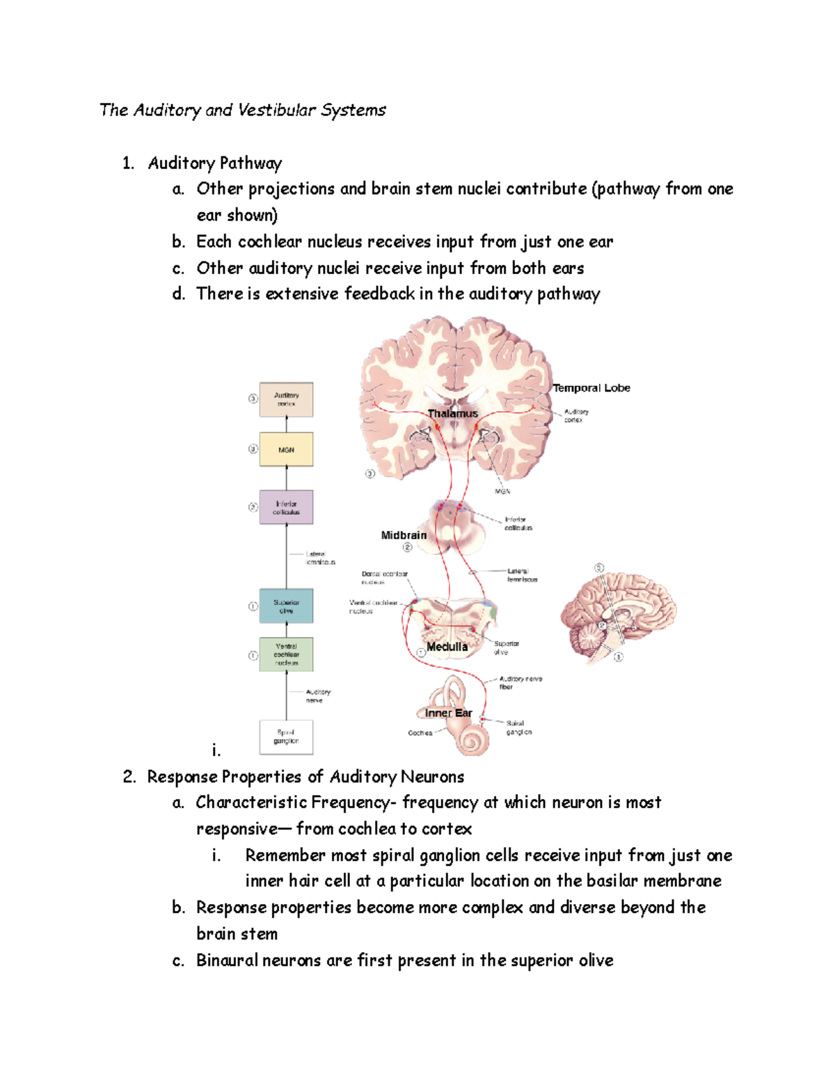 Chapter 11.2 The Auditory and Vestibular System - The Auditory and ...