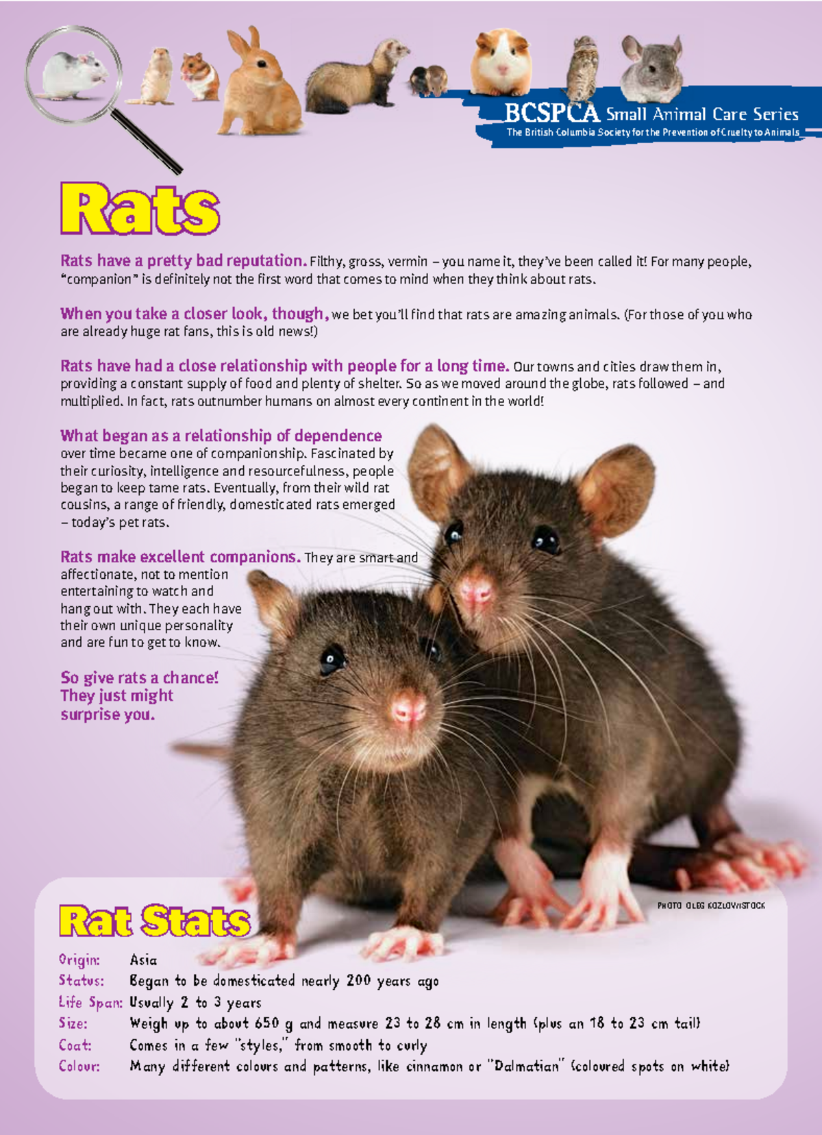 Rat-care-guide - please use - RatsRats ####### Small Animal Care Series ...