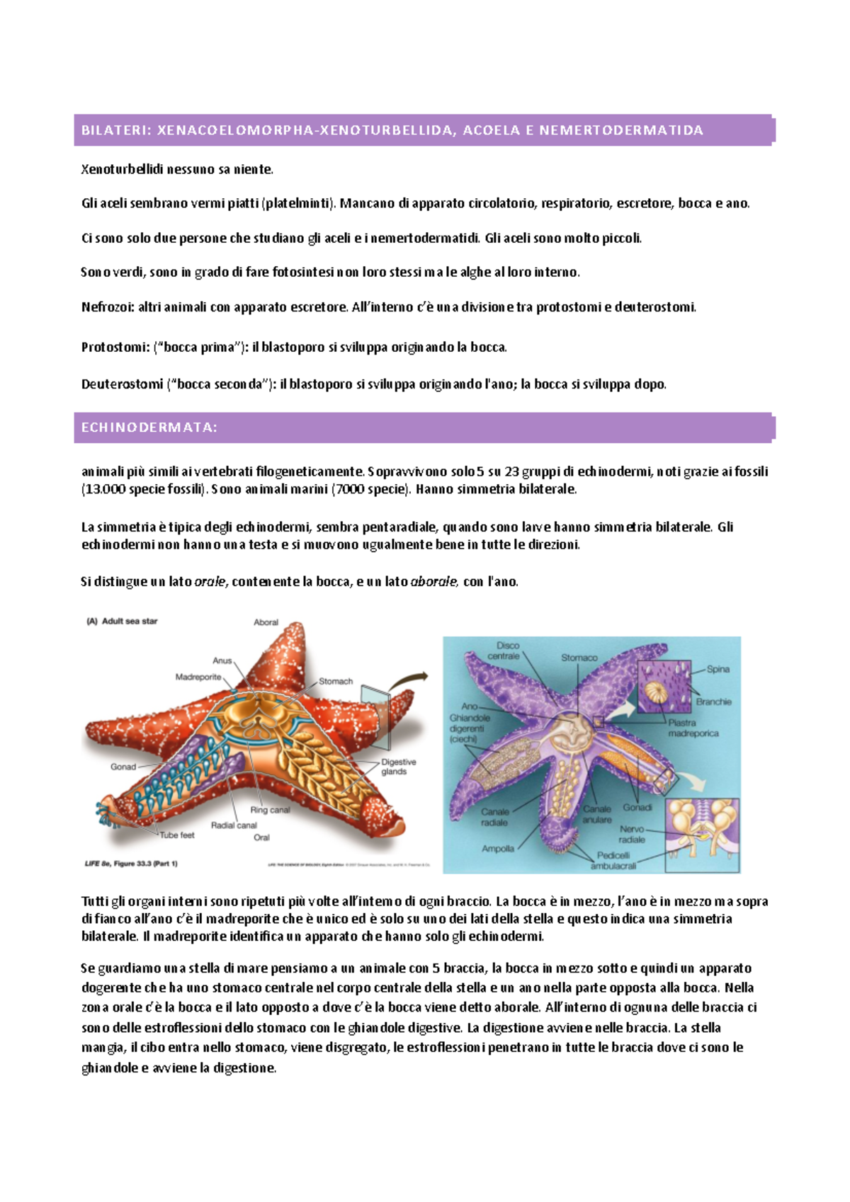 Bilateri- xenacelomorfi echinodermi emicordati - BILATERI ...