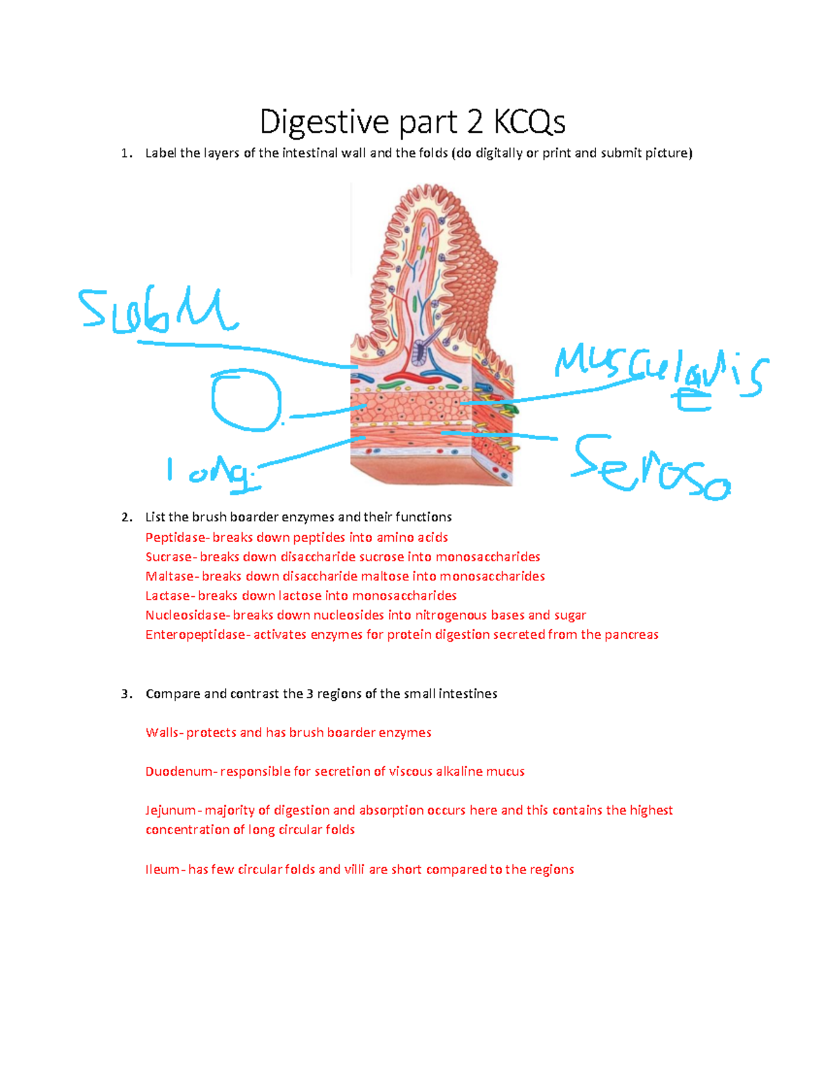 Digestive P.2 Study Guide - Digestive part 2 KCQs Label the layers of ...