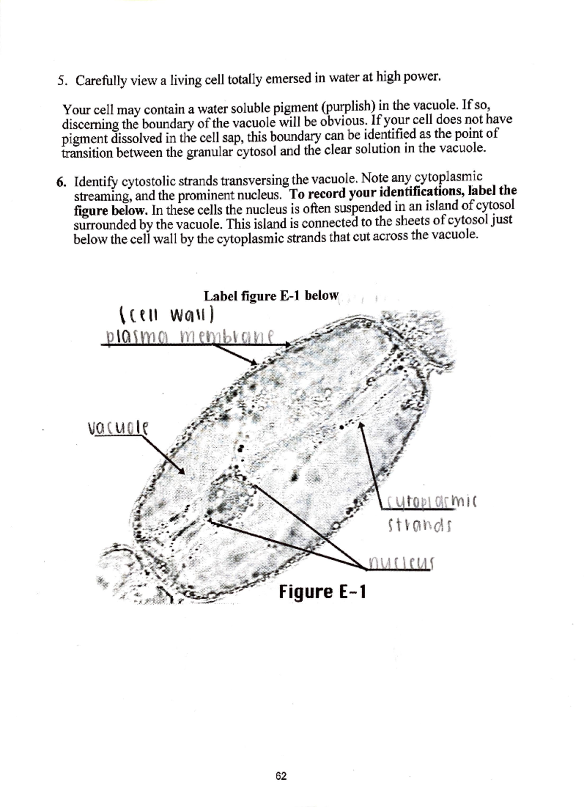 Lab 3: The Plant Cell - BIOLOGY/ BOTANY 130 - Studocu
