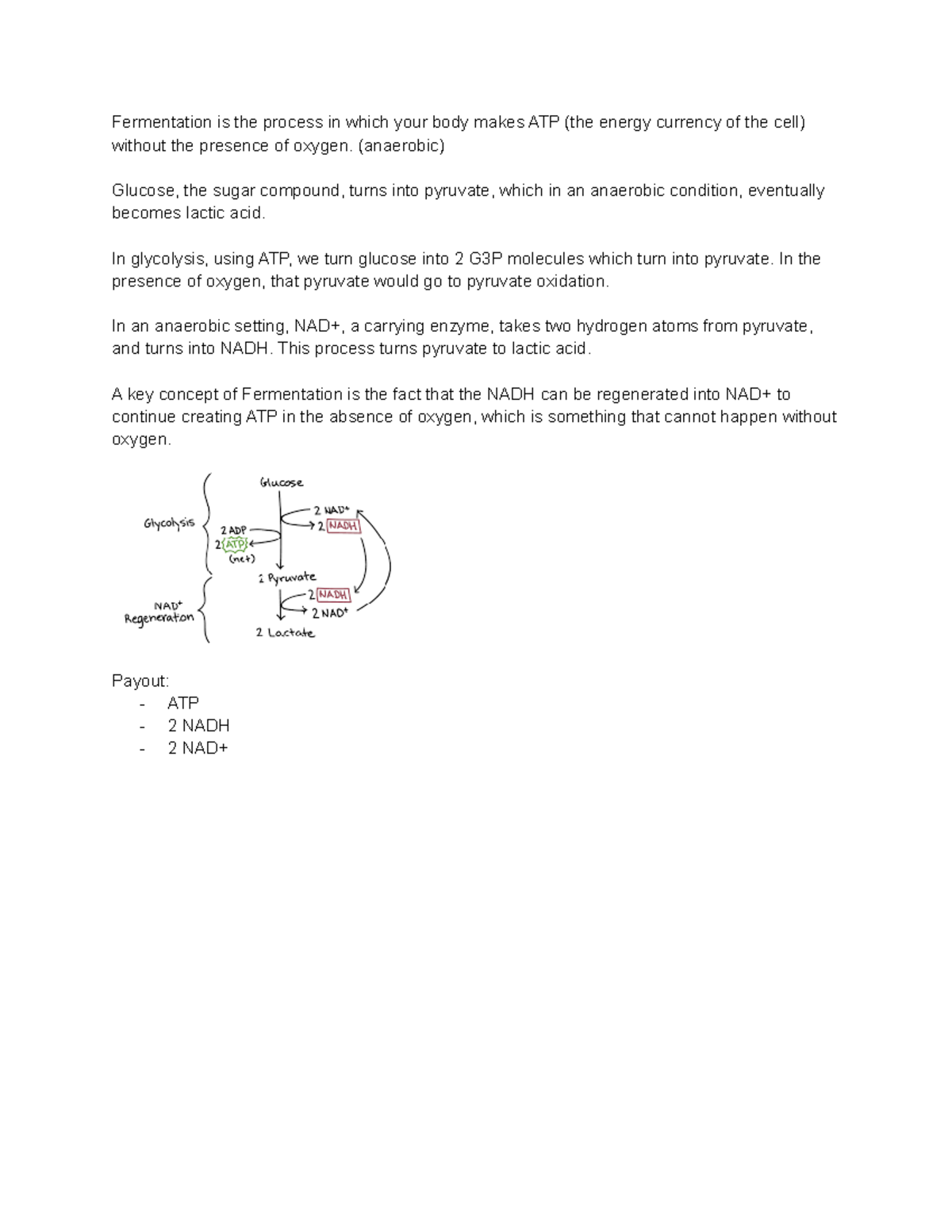 Fermentation and Lactic acid - Fermentation is the process in which ...
