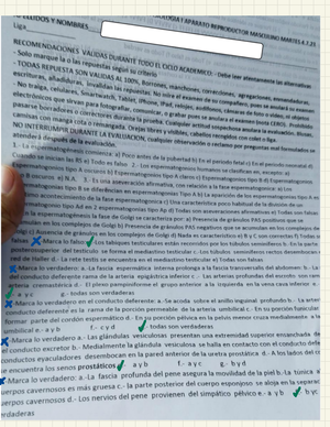 Láminas final histologia - MUESTRA: PIEL GRUESA T: HEMATOXILINA ...