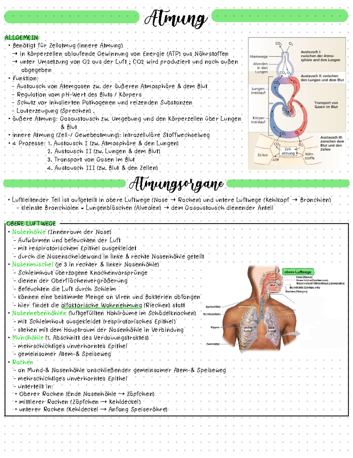 Atmung Zusammenfassung - ALLGEMEIN Benötigt für Zellatmug (innere ...