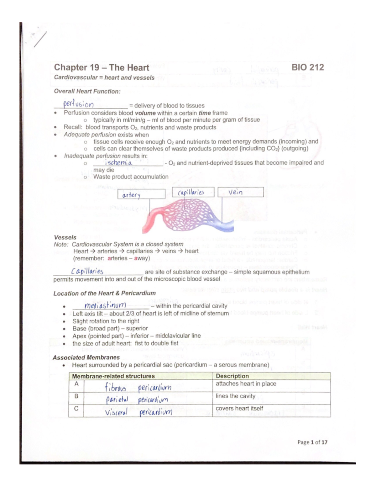 Notes for Chapter 19 - Chapter 19 The Heart BIO 212 Cardiovascular ...