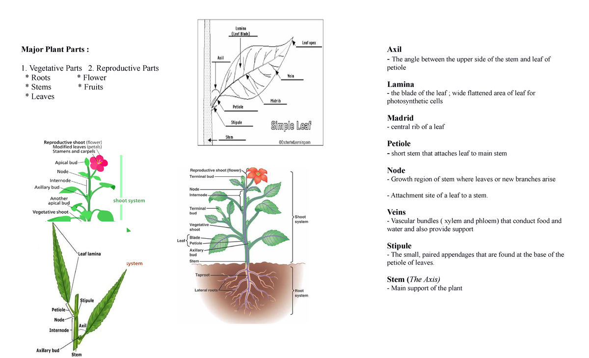 Dignadice-Reviwer - More knowledge - Major Plant Parts : 1. Vegetative ...