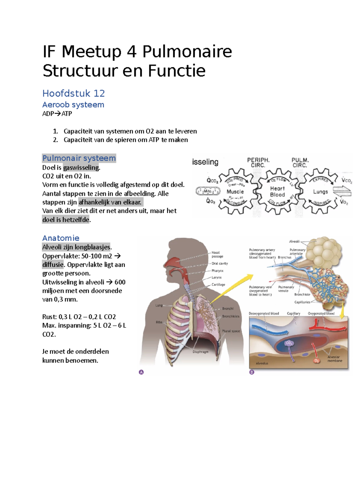 IF Meetup 4 - Meeting 4 - IF Meetup 4 Pulmonaire Structuur en Functie ...