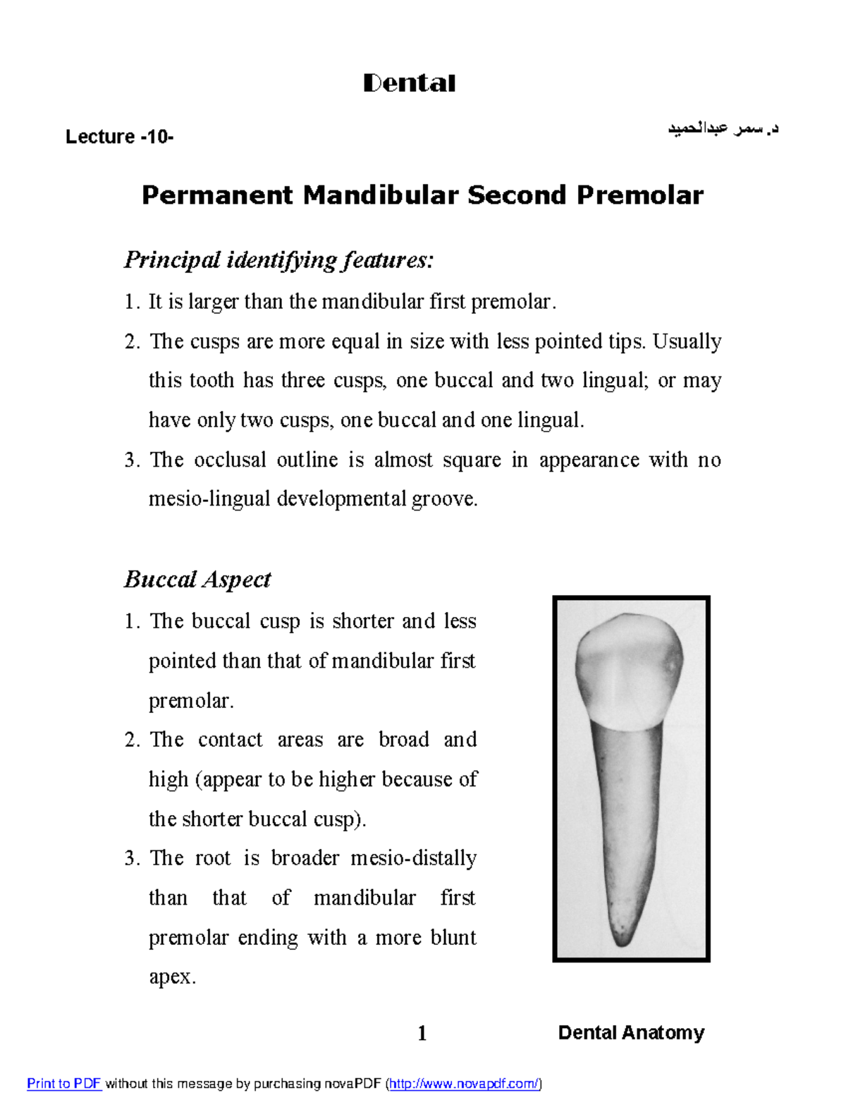 Lecture 10 Mand 2nd Premolar - 1 Dental Anatomy Lecture -10- Dental ...