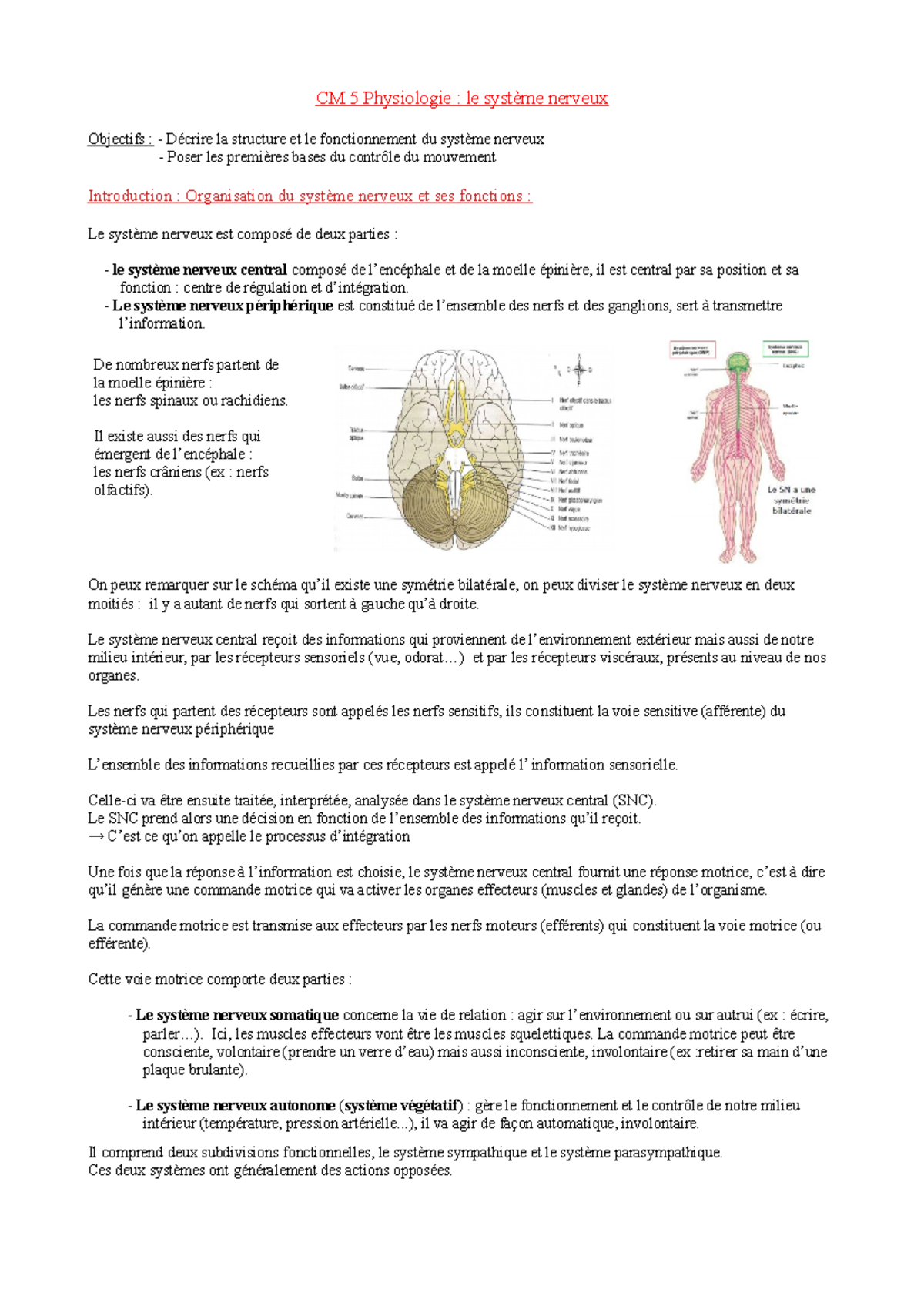 Système nerveux cours 1 - CM 5 Physiologie : le système nerveux ...