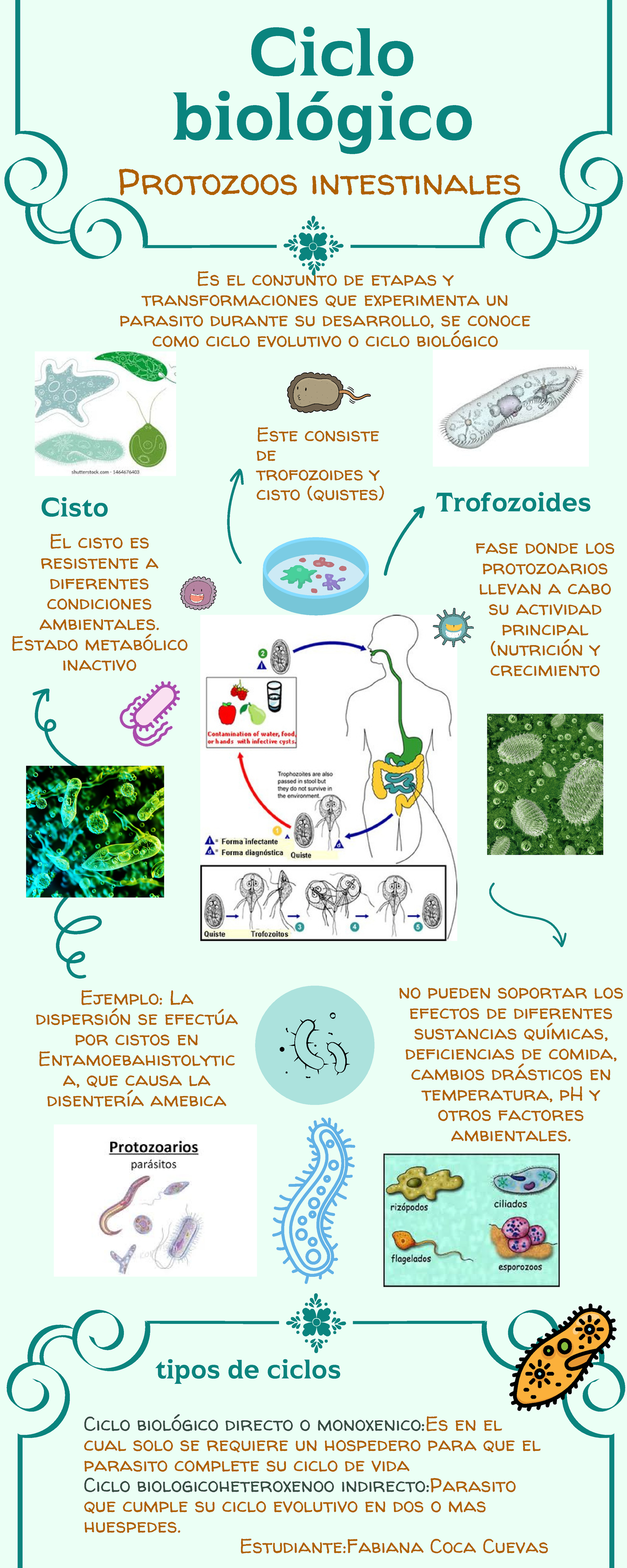 25C7F573 894C 4343 AF6B 769F5EC41527 - Ciclo biológico Protozoos ...