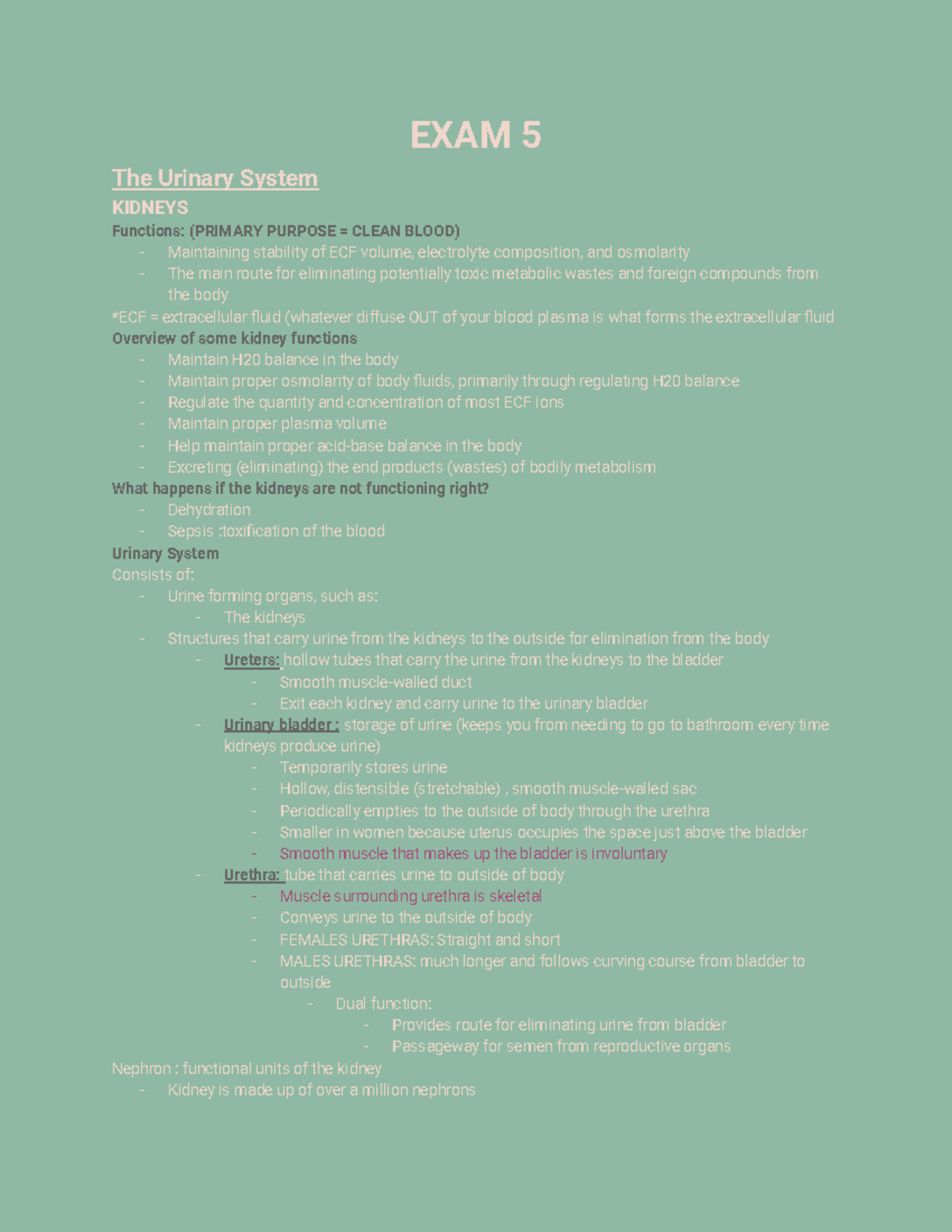 Study guide exam 5 - exam 5 notes - EXAM 5 The Urinary System KIDNEYS ...