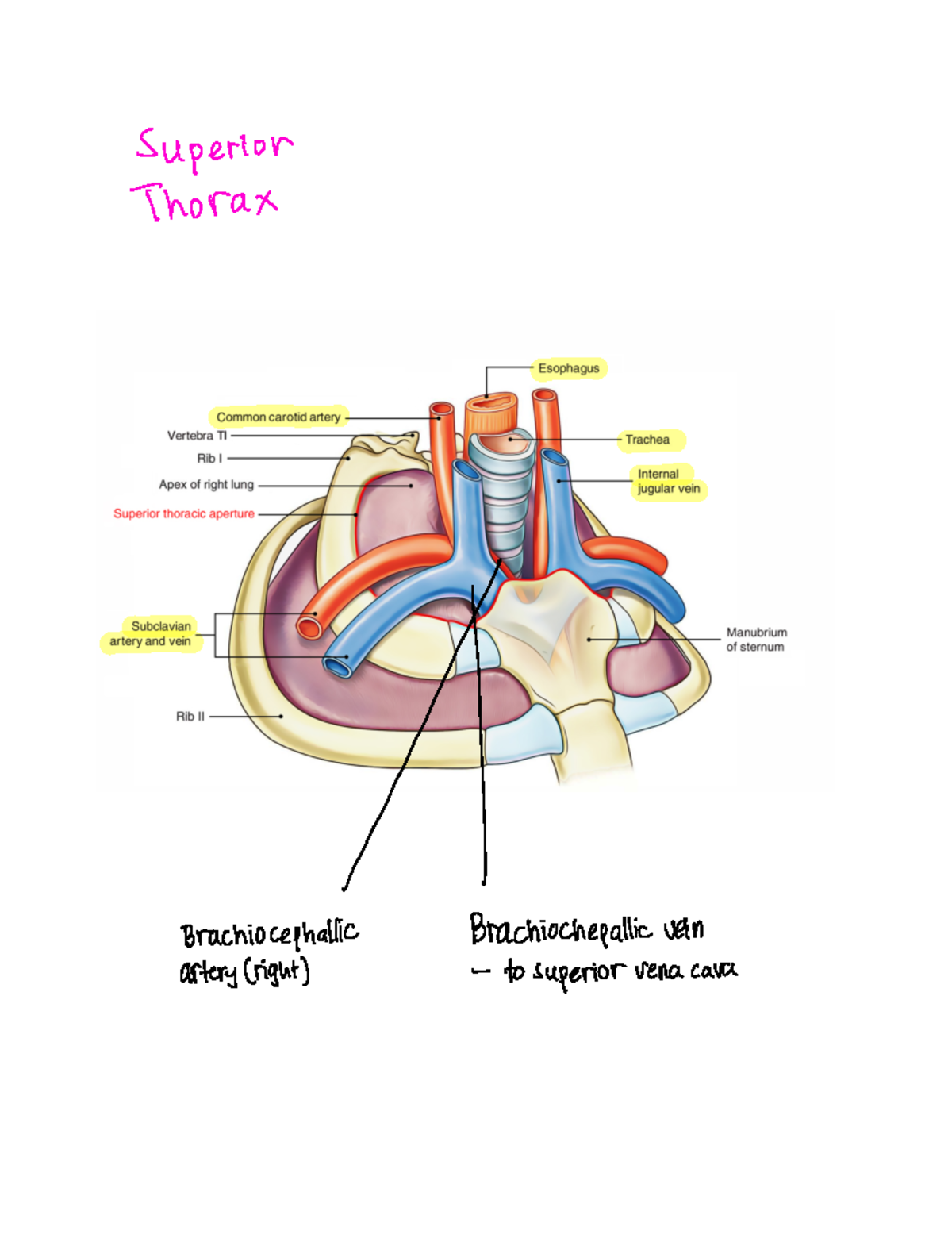 Thoracic aperture - Superior Thorax X Brachiocephallic ...
