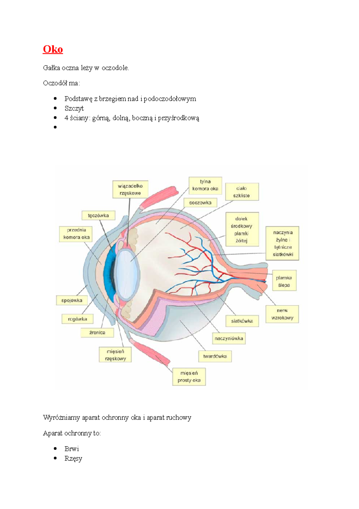 Oko - Anatomia prawidłowa - oko - Oko Gałka oczna leży w oczodole ...